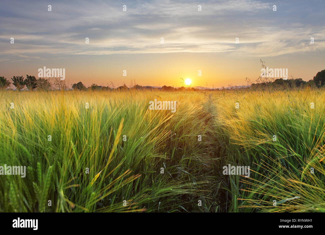 Wheat field landscape with path in the sunset time Stock Photo - Alamy