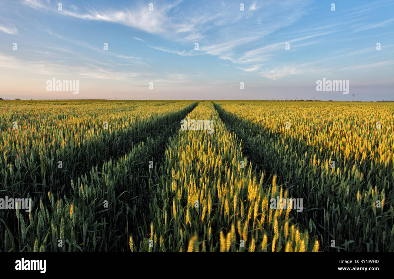 Wheat field with road Stock Photo - Alamy