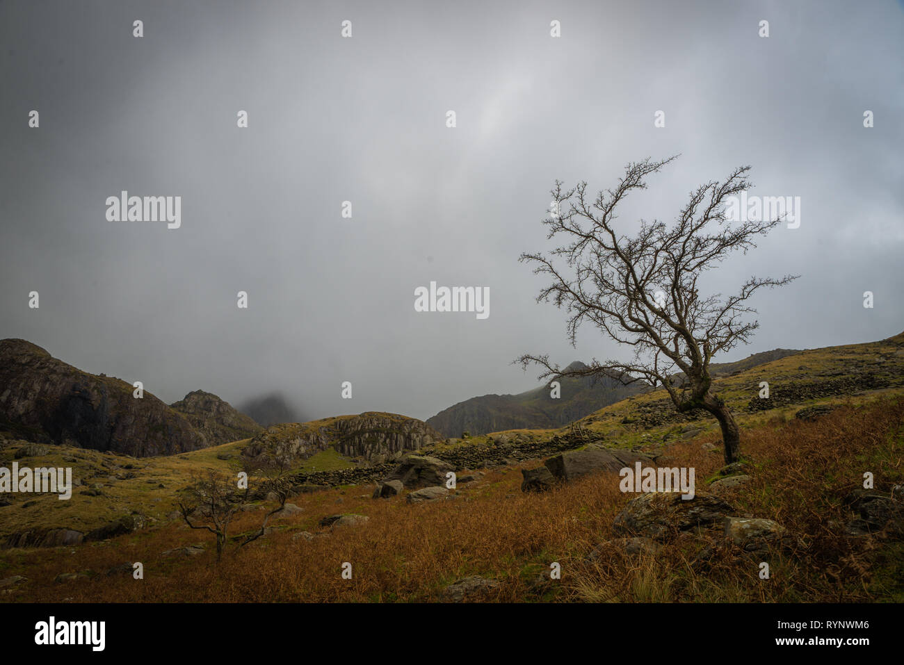 freezing tree up to the mountain Stock Photo - Alamy