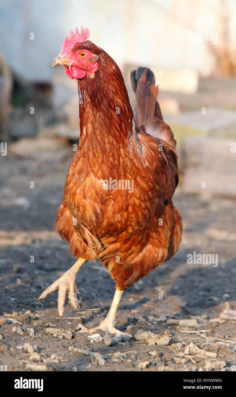 Chicken in nature Stock Photo - Alamy