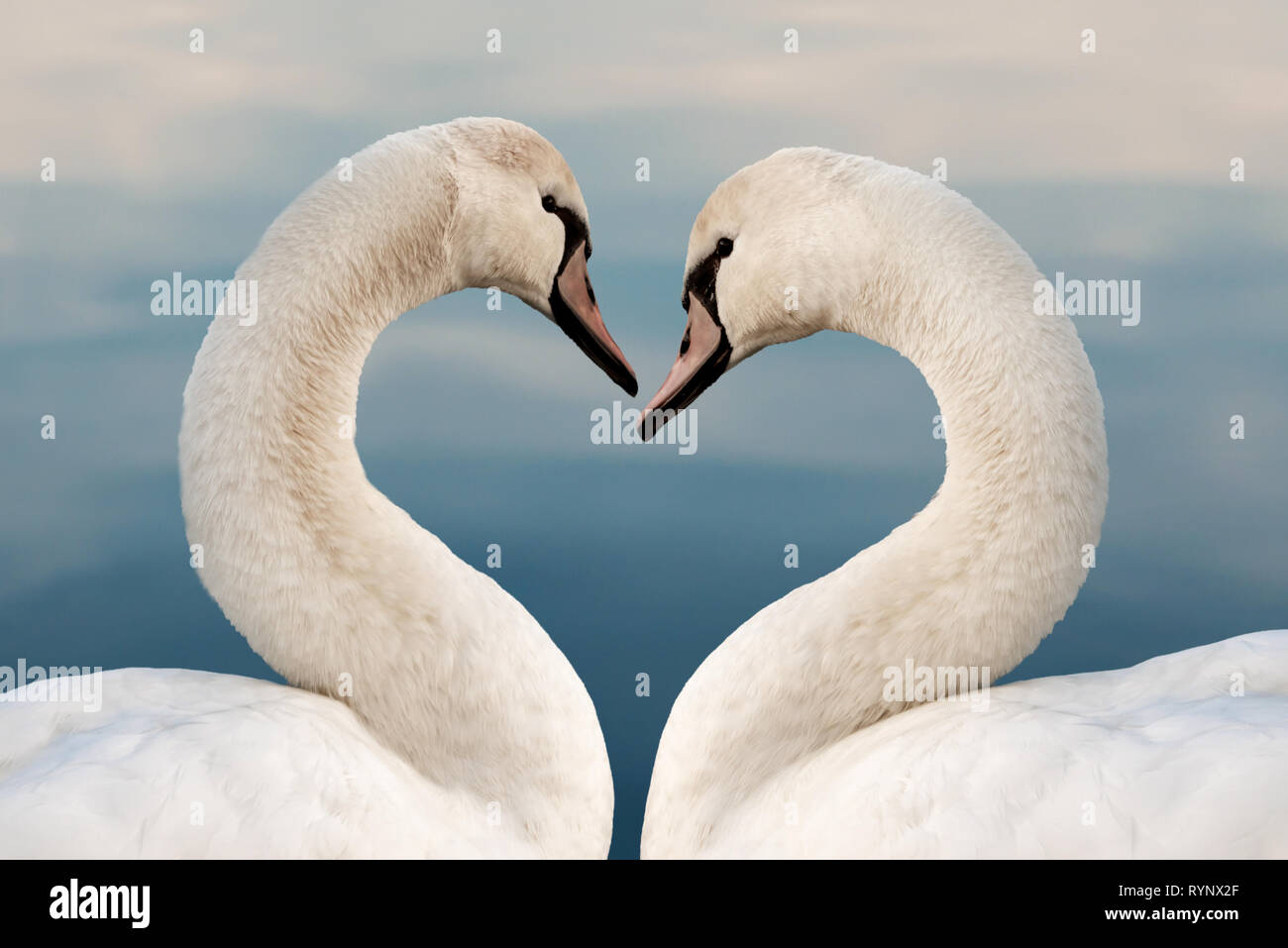 Two Swans In Love