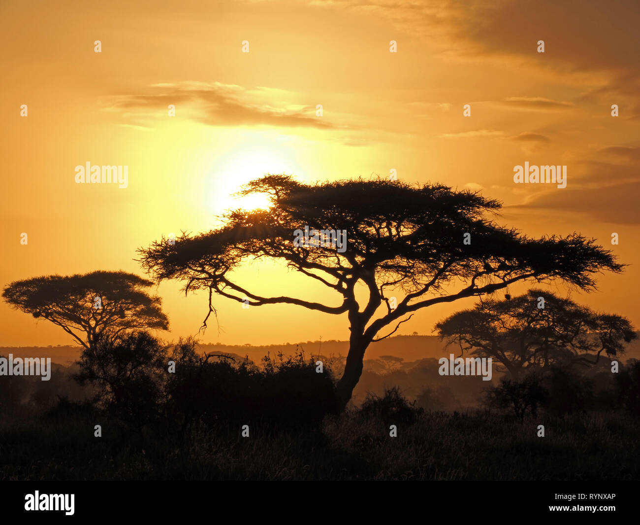 golden sunset over iconic acacia trees and glowing grassland of East ...