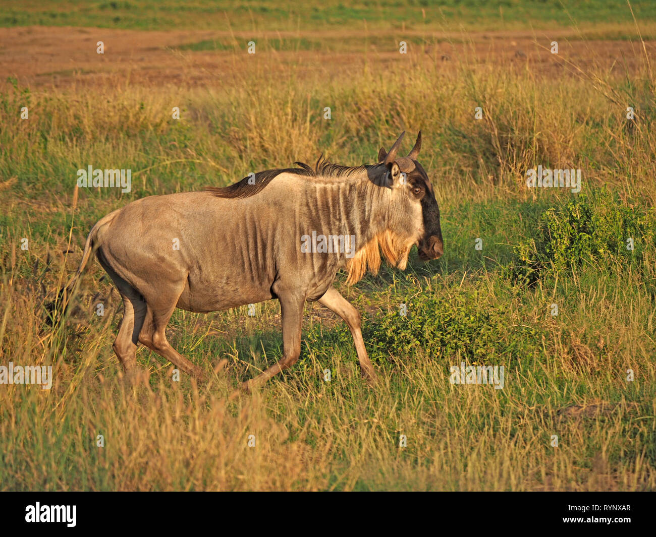 Gnu Run High Resolution Stock Photography and Images - Alamy