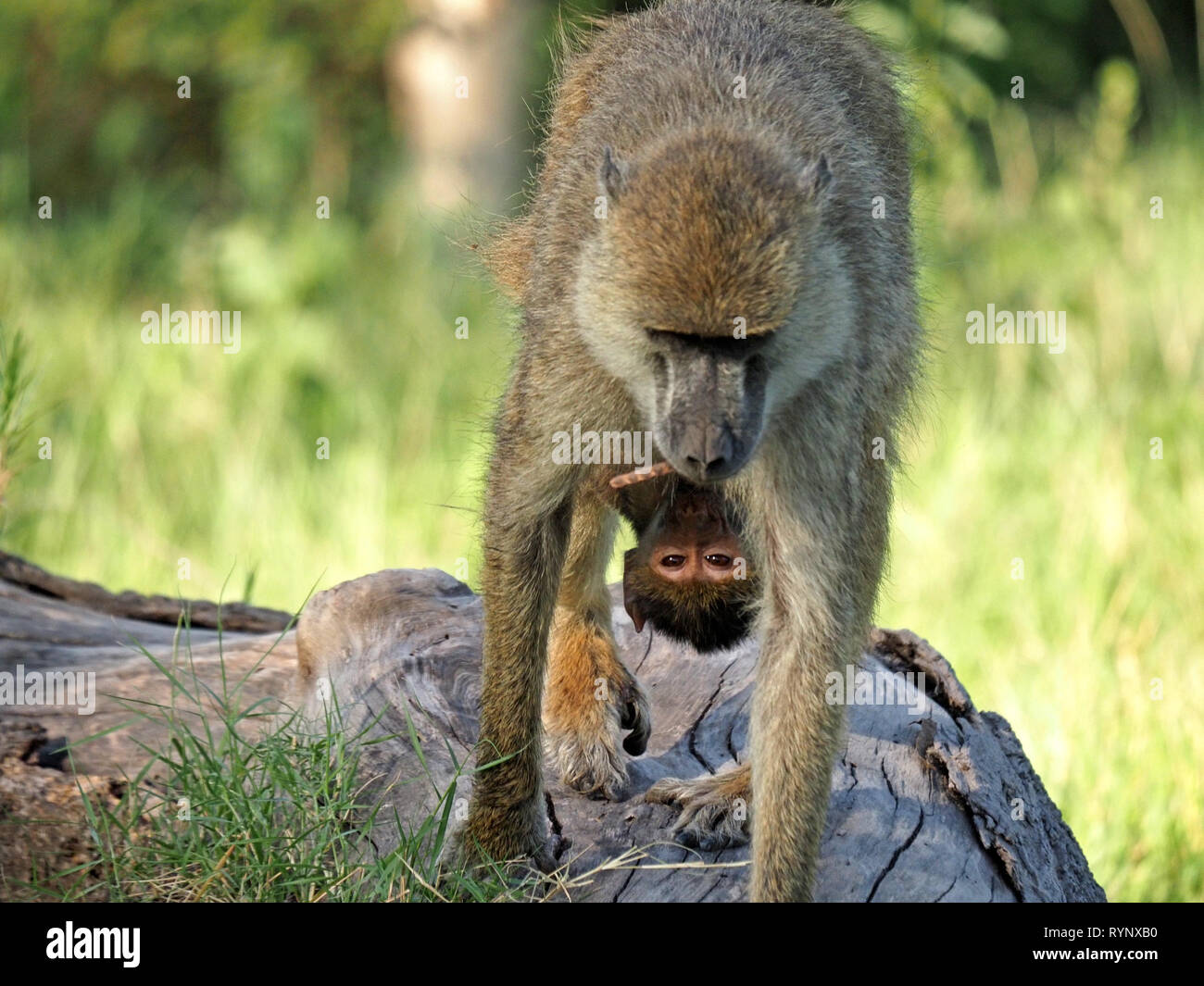 head on view of mother Olive baboon (Papio anubis) with baby underneath ...