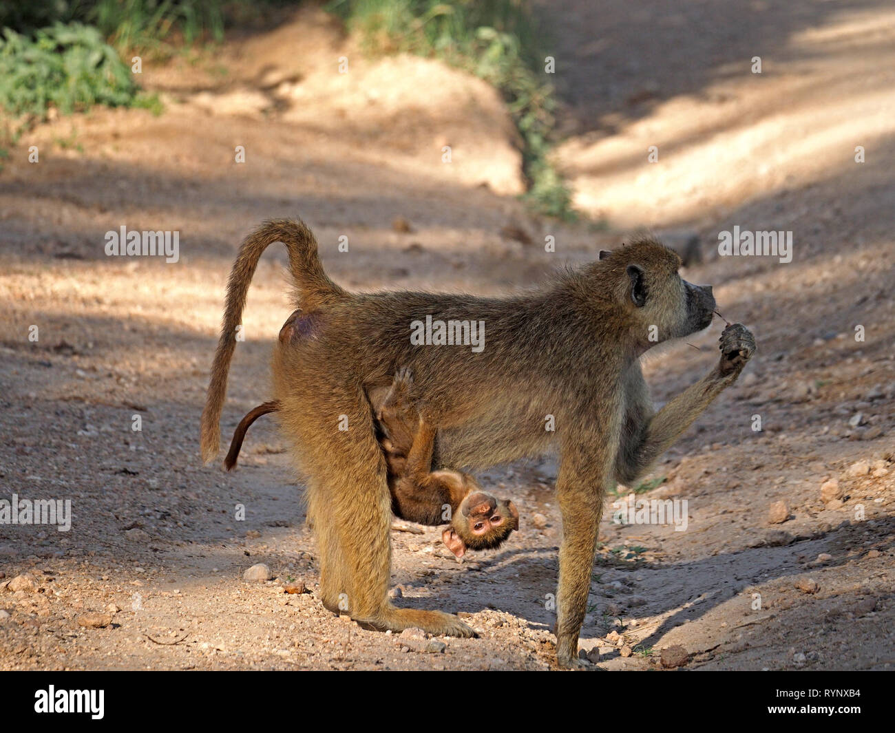 Baby monkey clinging to mother hi-res stock photography and images - Alamy