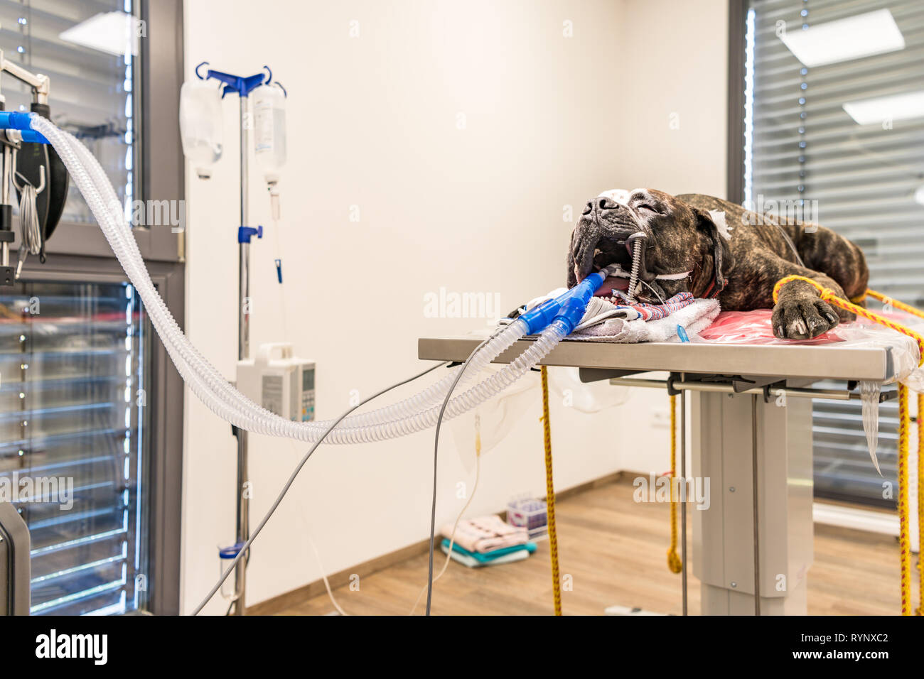 Incubated hi-res stock photography and images - Alamy