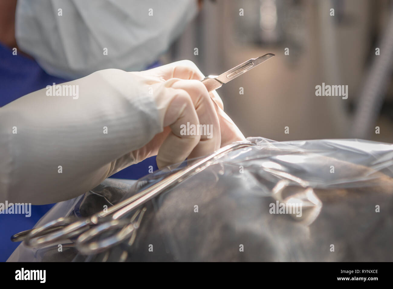 Vet with scalpel just before the operation.Close-up of a woman with ...