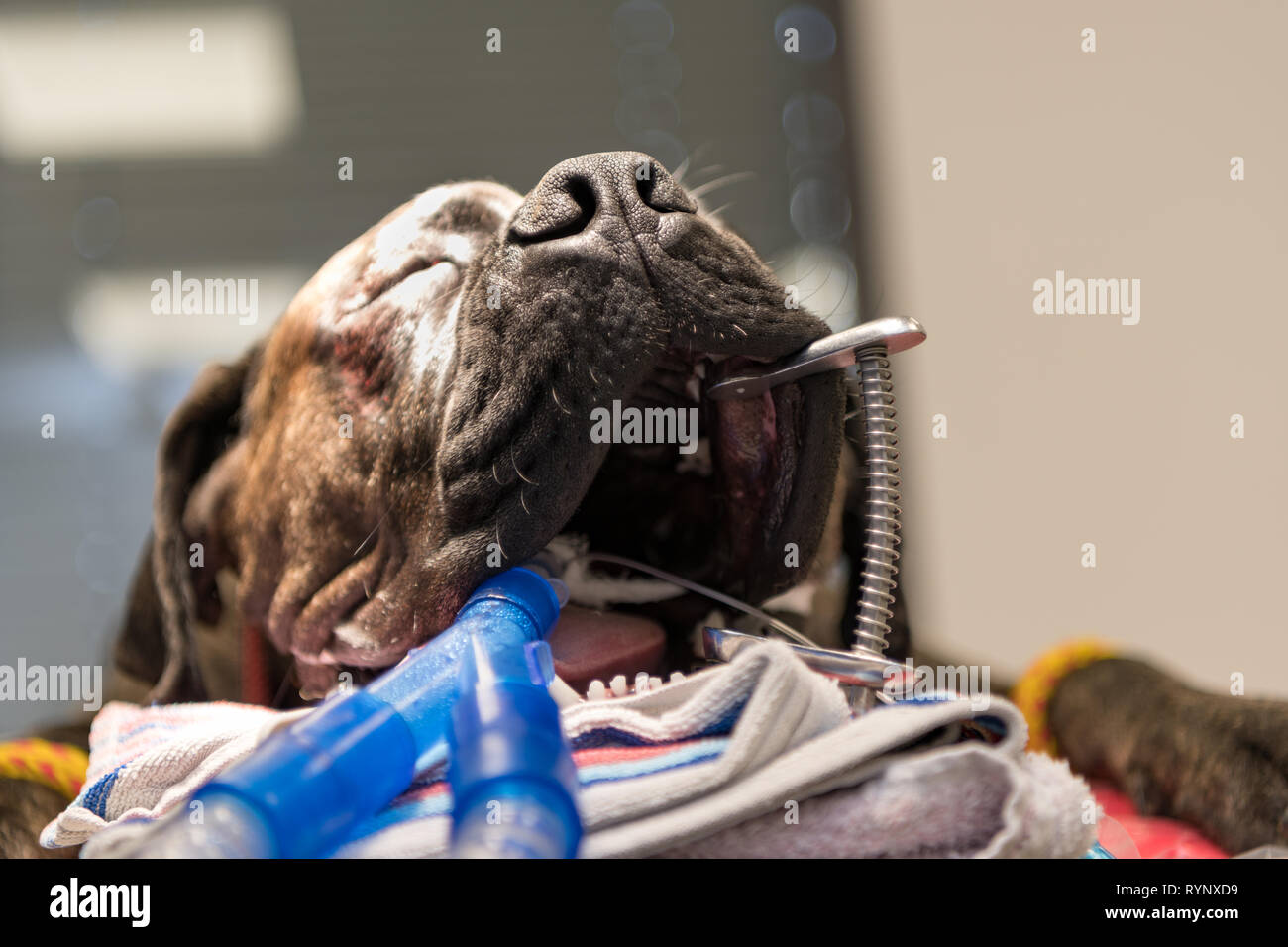 Intubated patient nurse hi-res stock photography and images - Alamy