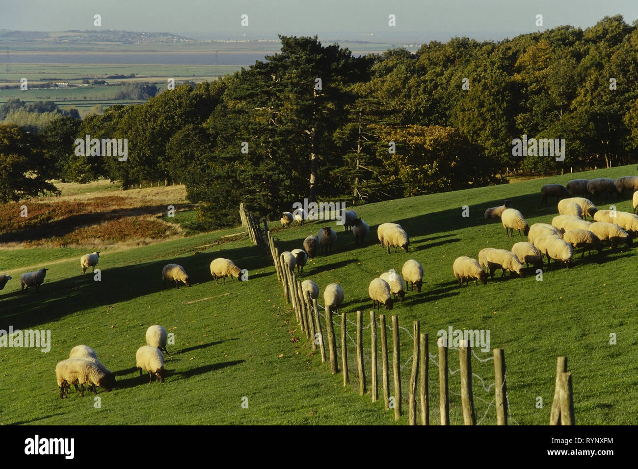 Sheep Lamb Kent England High Resolution Stock Photography and Images ...