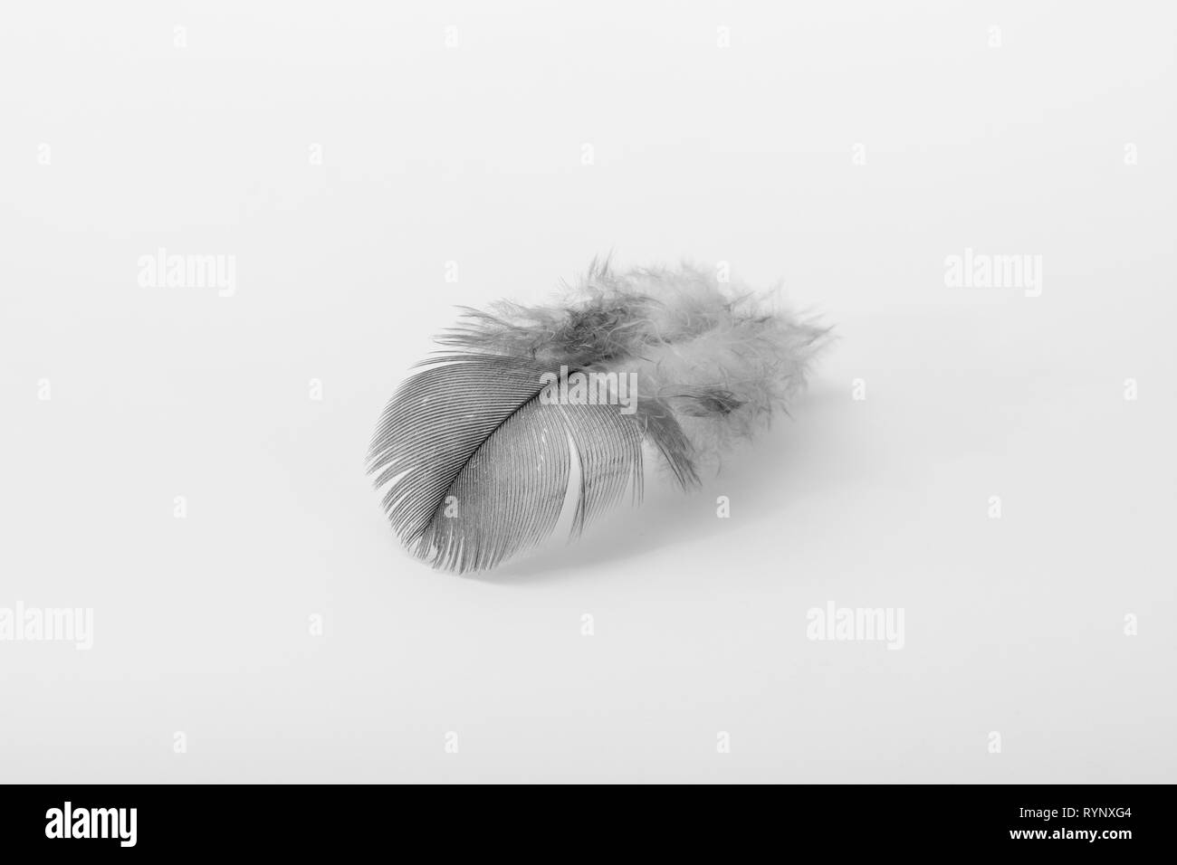 Small feather isolated on white background Stock Photo - Alamy