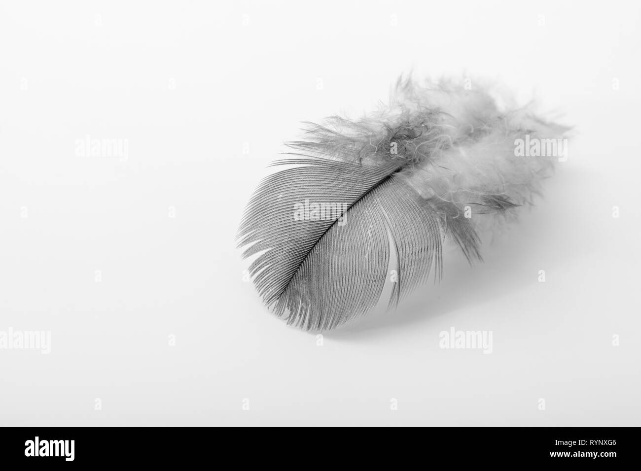 Small feather isolated on white background Stock Photo - Alamy