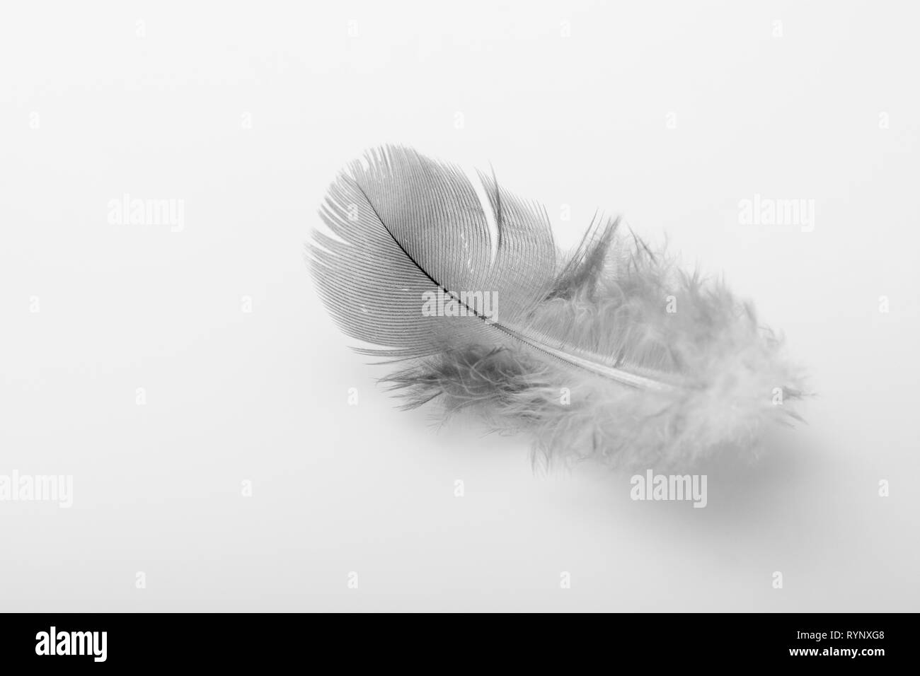 Small feather isolated on white background Stock Photo - Alamy