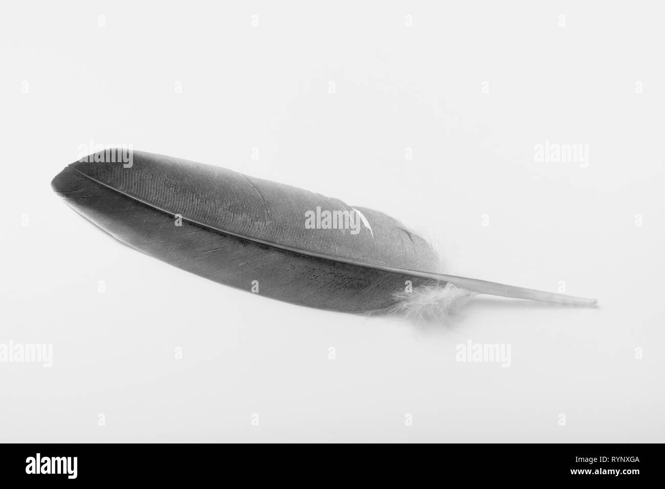 Small feather isolated on white background Stock Photo - Alamy