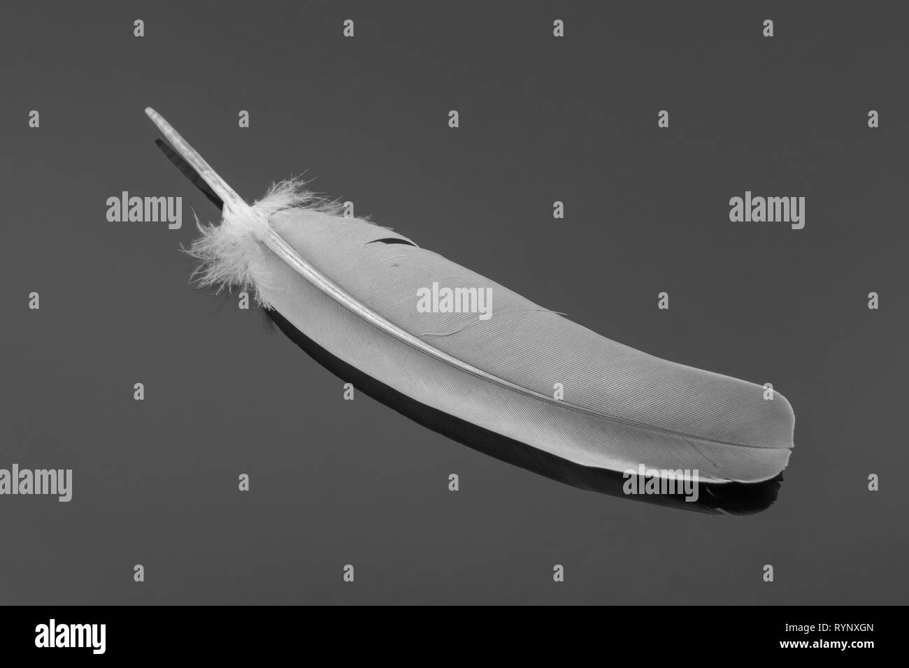 Small feather isolated on black reflective background Stock Photo - Alamy