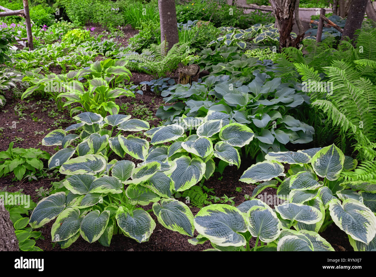 Hosta variety hi-res stock photography and images - Alamy