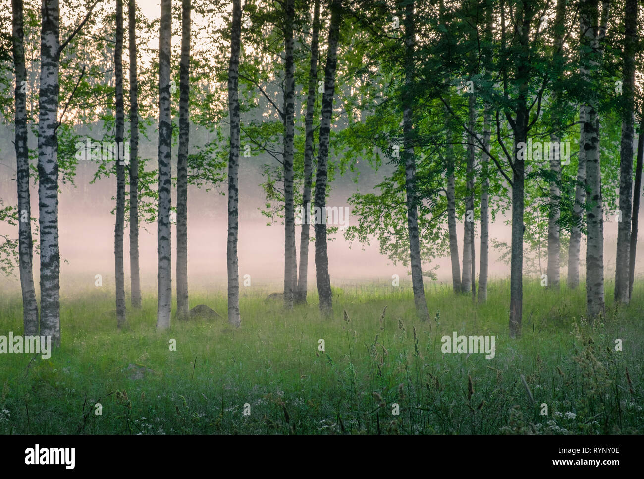 Birch forest dusk hi-res stock photography and images - Alamy