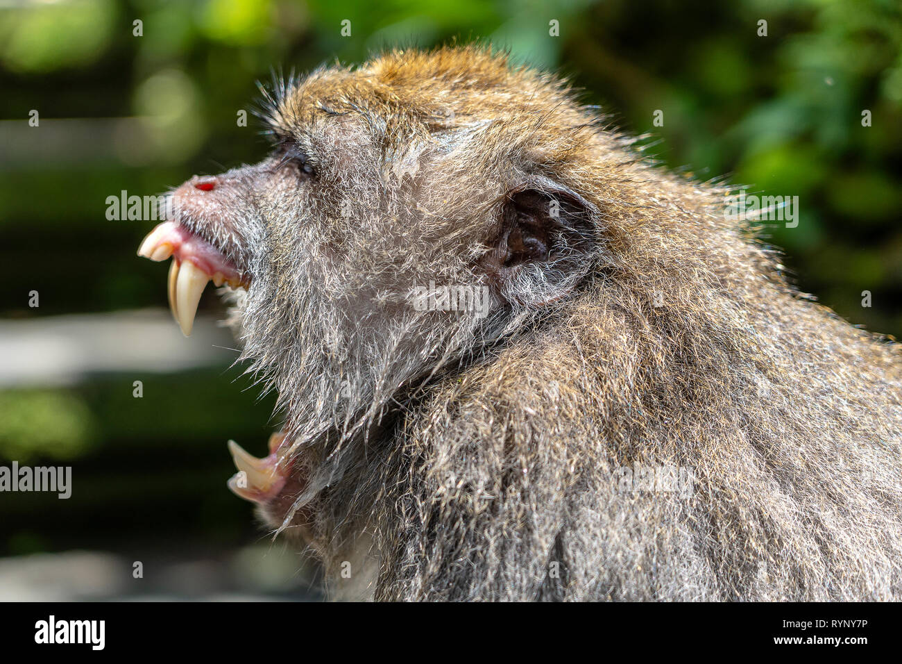 Long tailed macaque teeth hi-res stock photography and images - Alamy