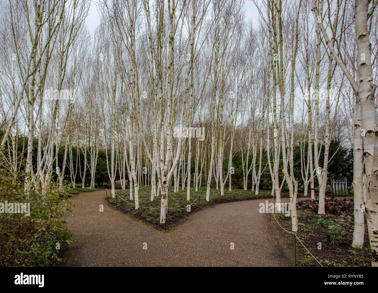 Silver birch winter garden hi-res stock photography and images - Alamy