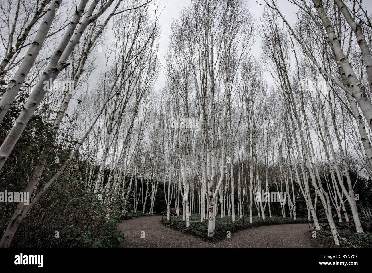 Silver shadow birch hi-res stock photography and images - Alamy