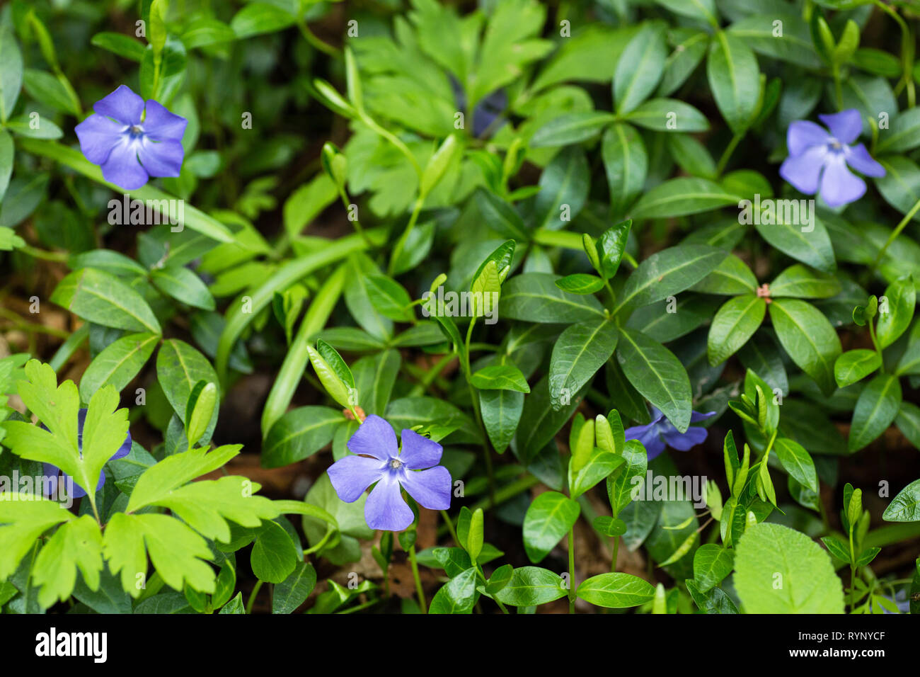 Spring flowers. Periwinkle,Periwinkle growing in the spring forest of ...