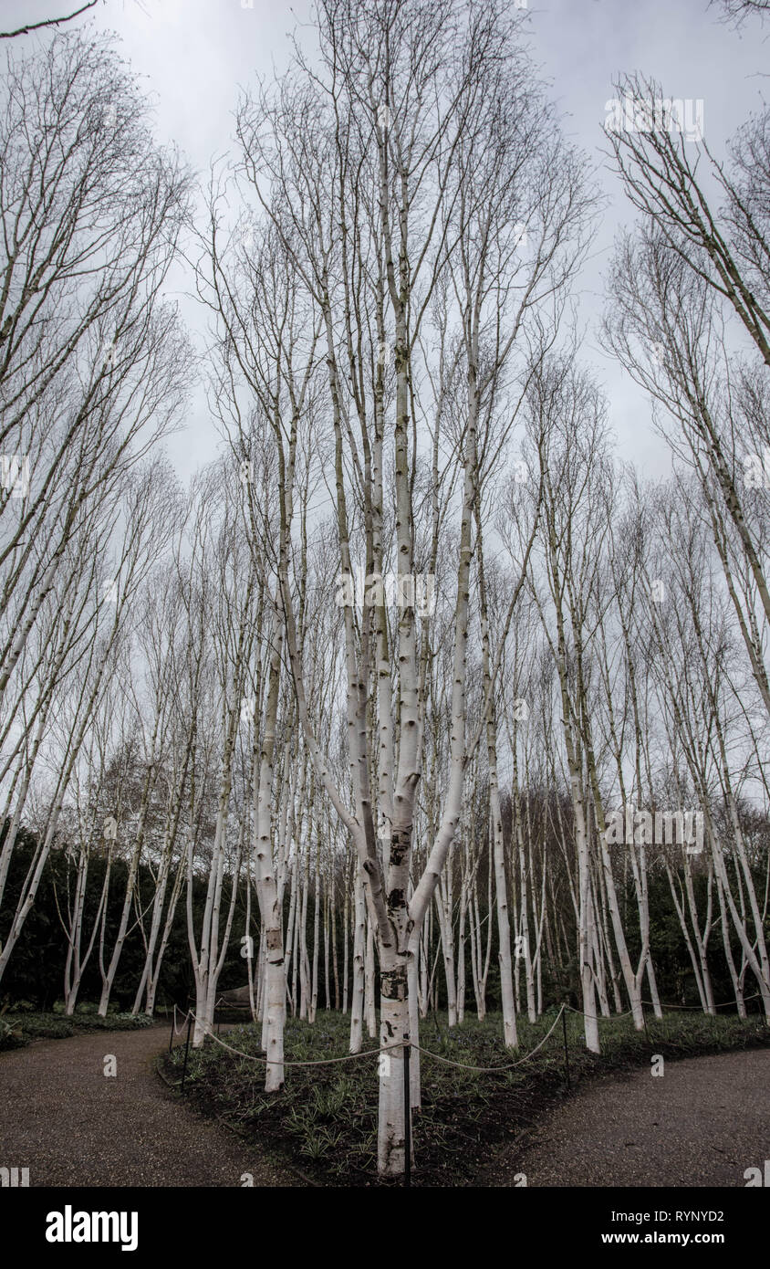 Birch trees in winter hi-res stock photography and images - Alamy