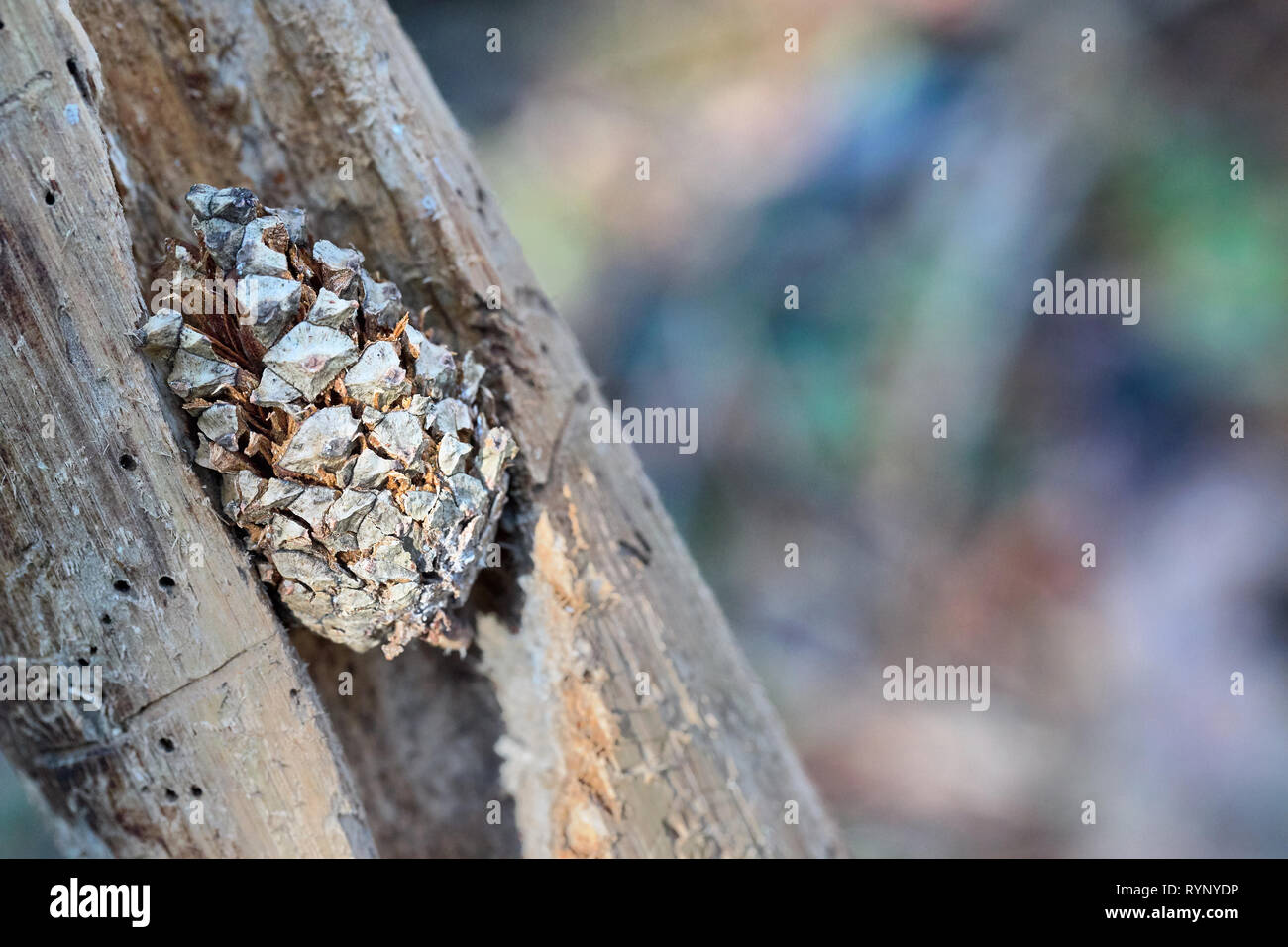 Termite infested log hi-res stock photography and images - Alamy