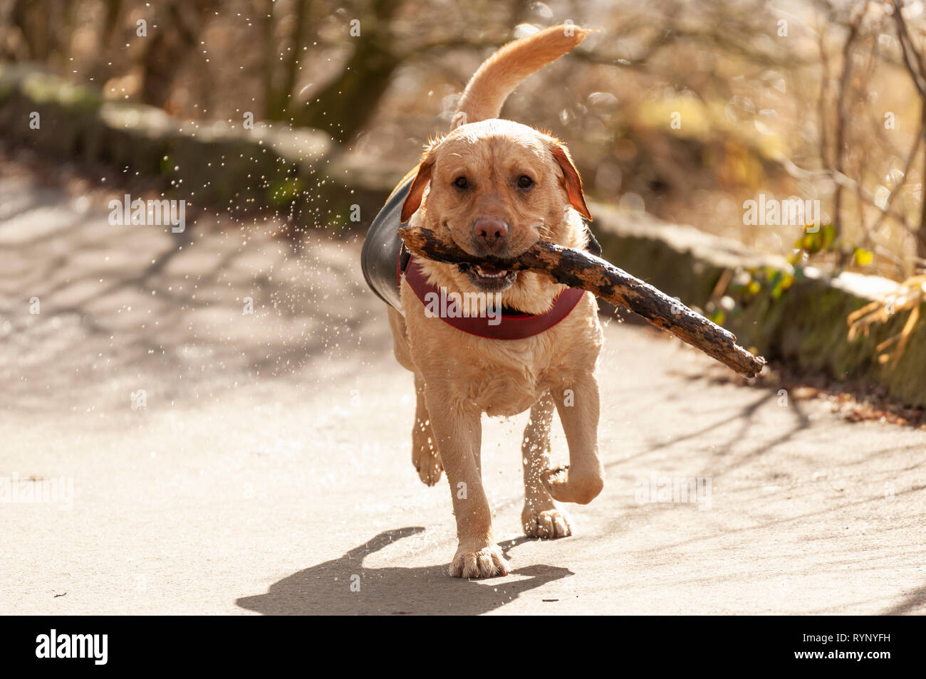 Photograph of a Labrador shaking itself free from water after a swim ...
