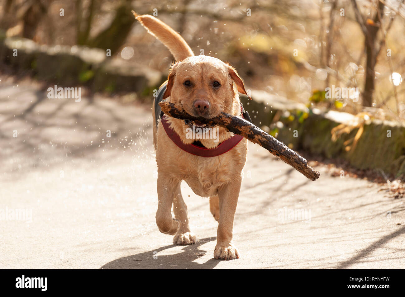 Photograph of a Labrador shaking itself free from water after a swim ...
