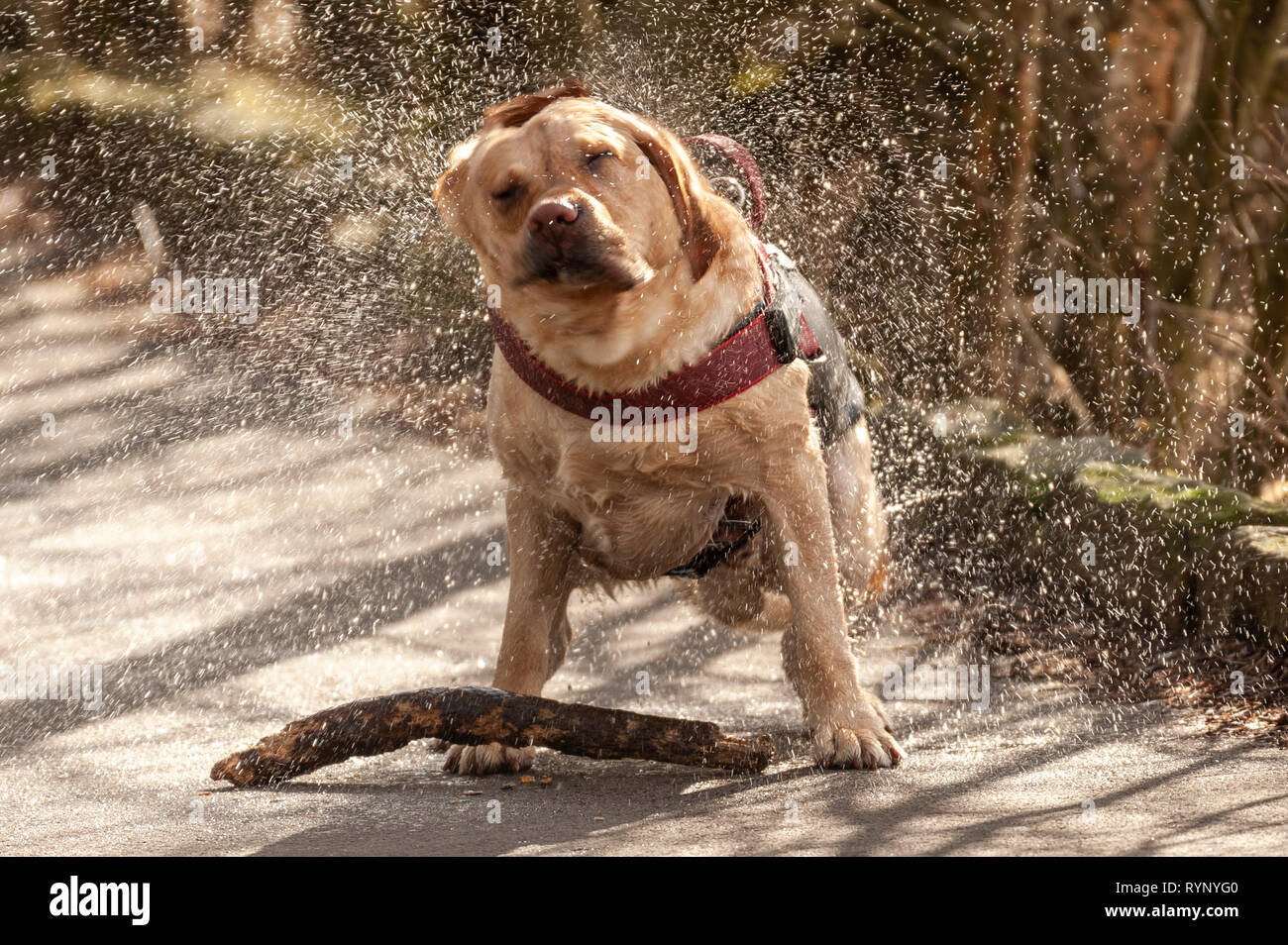 Labrador face vector hi-res stock photography and images - Alamy