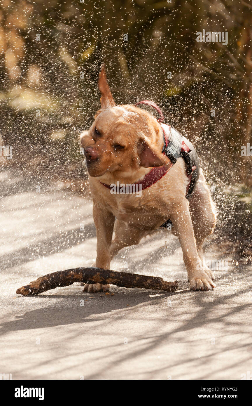Photograph of a Labrador shaking itself free from water after a swim ...