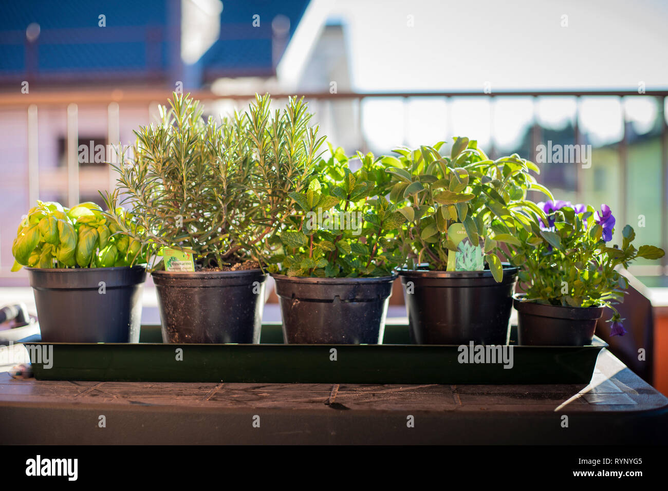 Aromatic plants hi-res stock photography and images - Alamy