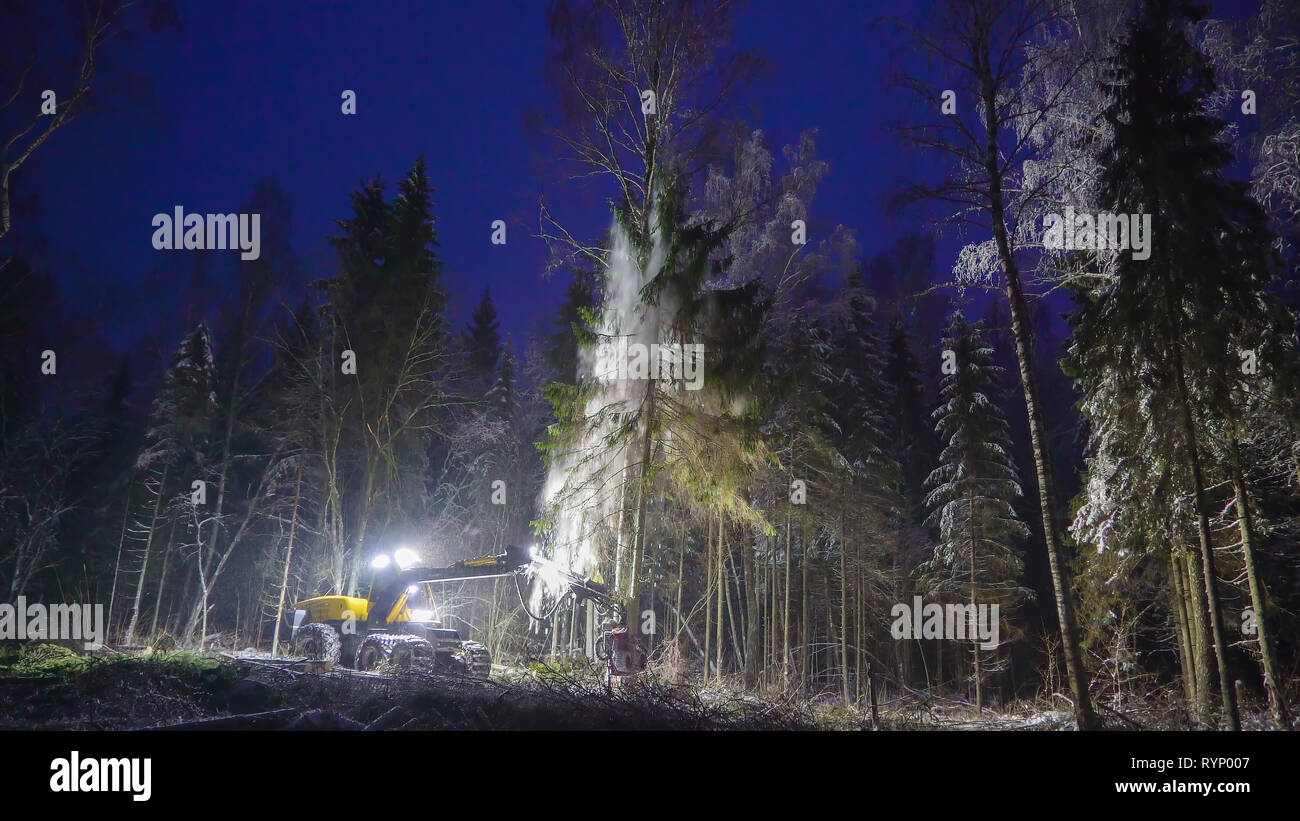 Sprue trees being cut down with the log harvester truck at night in the ...