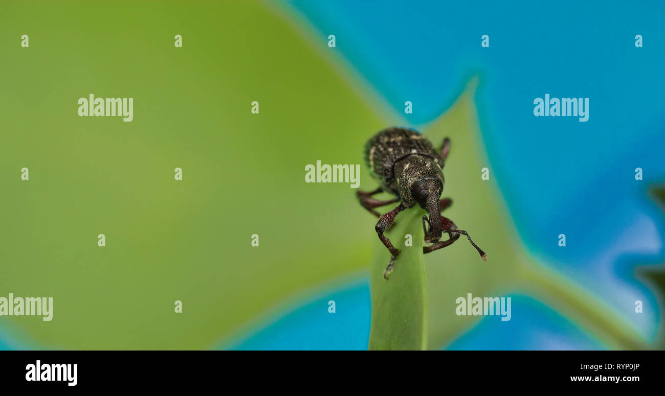 Black large weevil crawling on the leaf 4K FS700 Odyssey 7Q Stock Photo ...