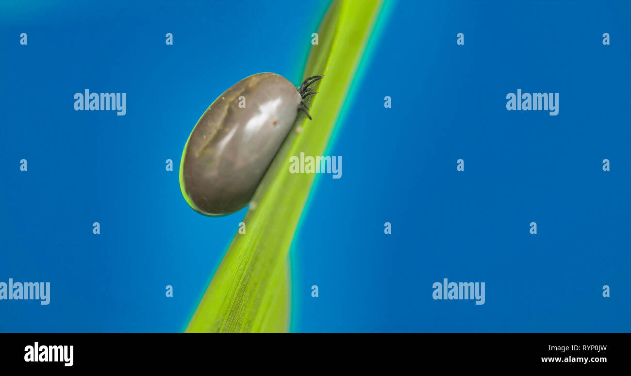 Black tick hi-res stock photography and images - Alamy