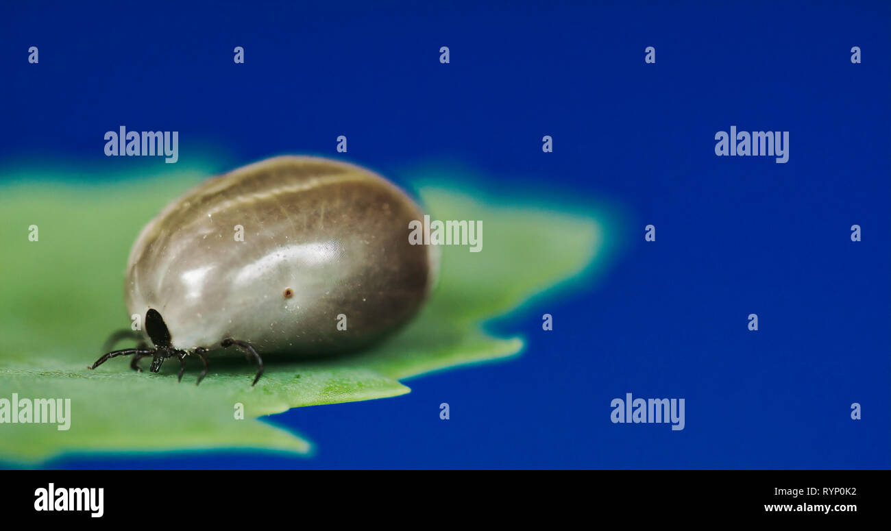 A black tick with huge stomach crawling on the leaf 4K FS700 Odyssey 7Q ...
