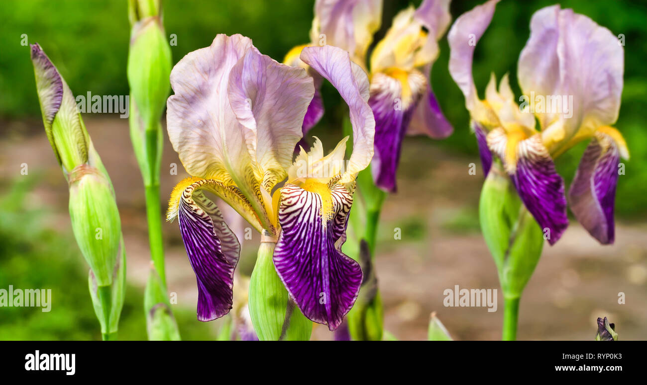A purple flower with some flies on it 4K FS700 Odyssey 7Q Stock Photo ...