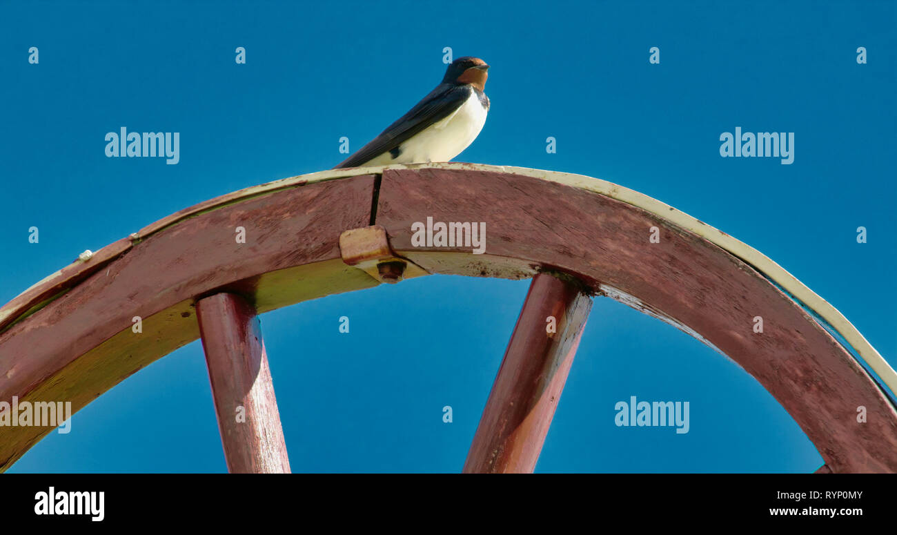 A barn swallow bird looking around on top of a wood wheel FS700 4K RAW ...