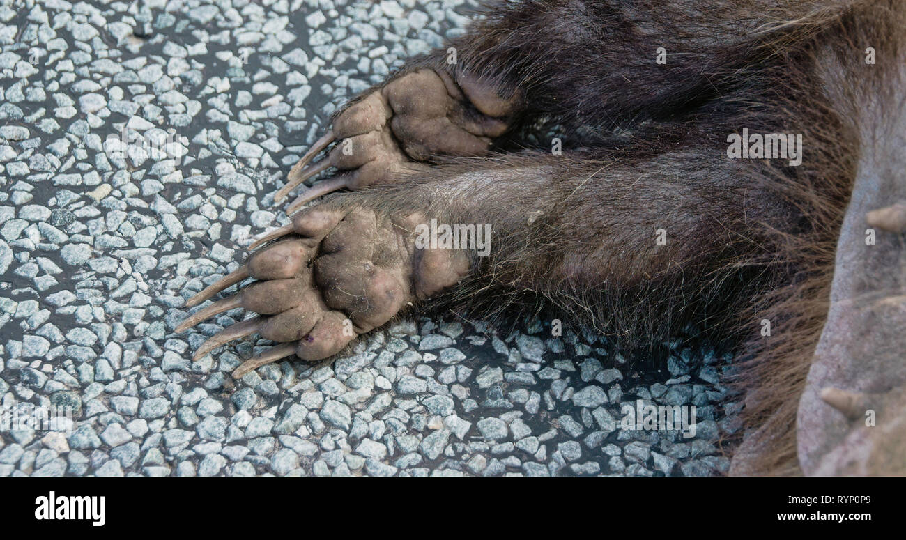 The hands of a dead Badger lying on the street with flies on it FS700 ...