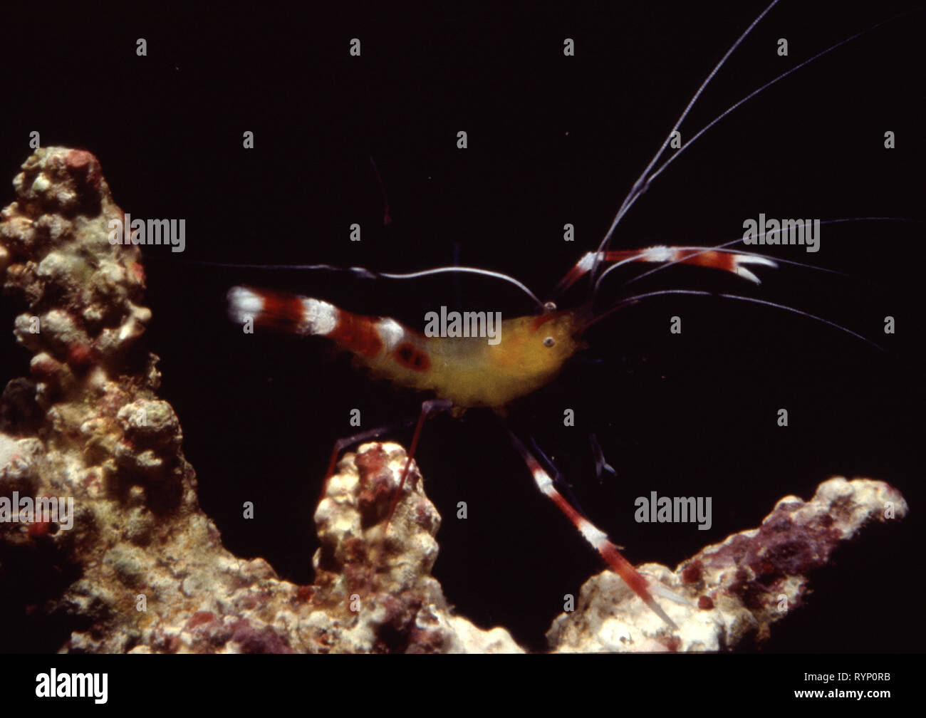 Blue-legged boxer shrimp (Stenopus cyanoscelis Stock Photo - Alamy