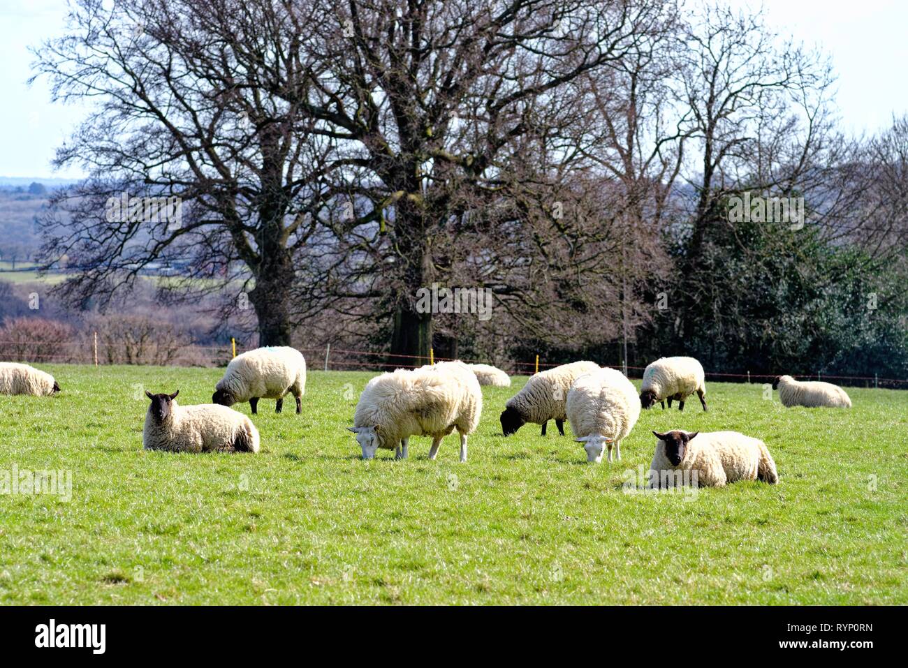 Southdown sheep hi-res stock photography and images - Alamy