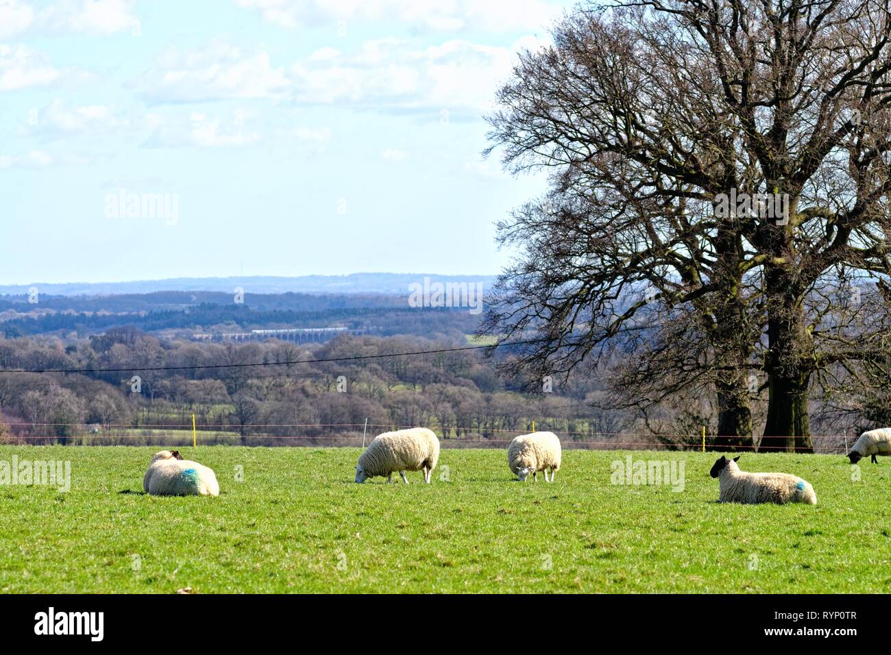 Southdown sheep hi-res stock photography and images - Alamy