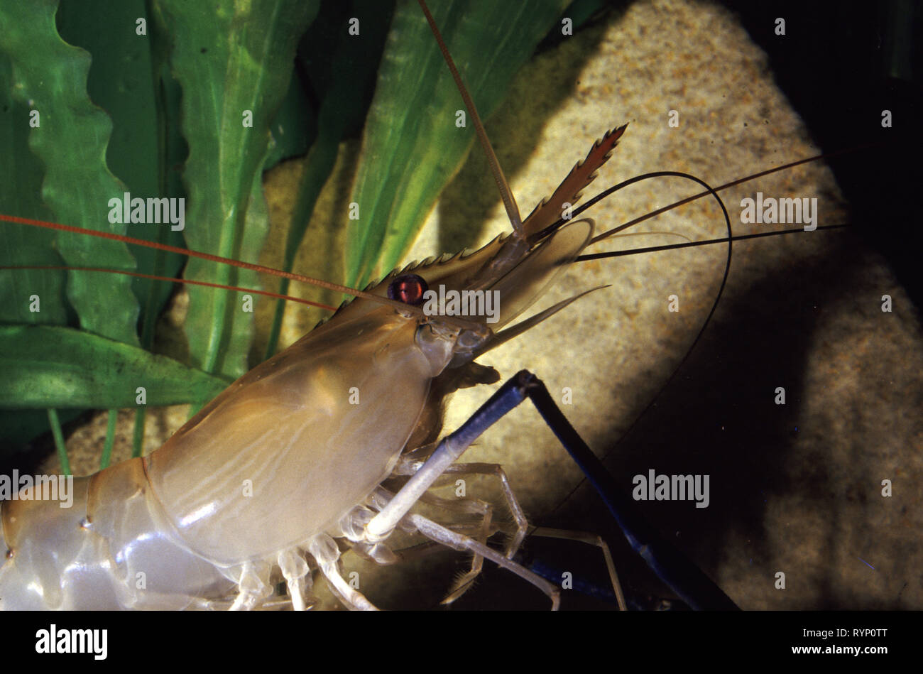 Giant freshwater prawn hi-res stock photography and images - Alamy
