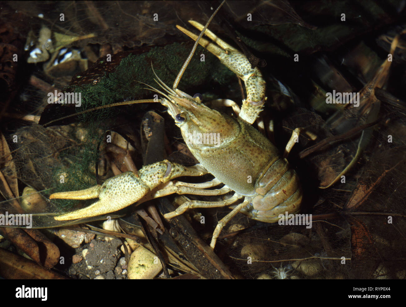 Turkish crayfish hi-res stock photography and images - Alamy