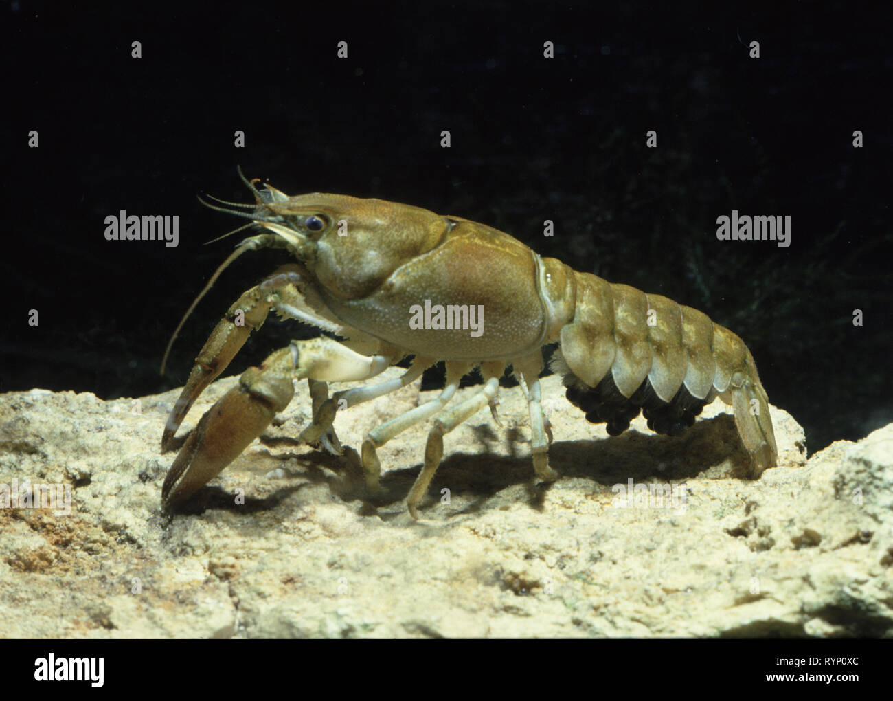 Female of stone or White-clawed crayfish (Austropotamobius pallipes ...