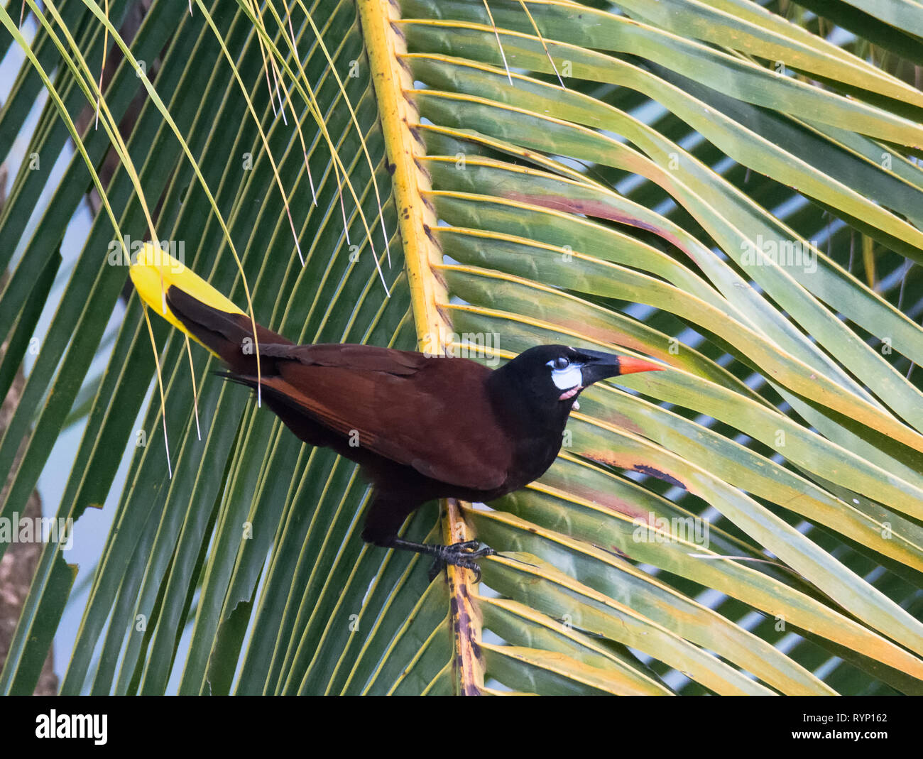 Montezuma oropendola hi-res stock photography and images - Alamy