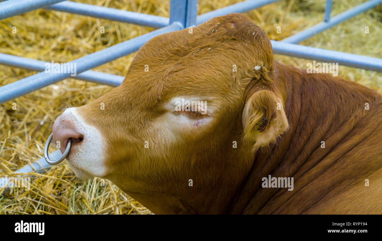 Chewing ear hi-res stock photography and images - Alamy