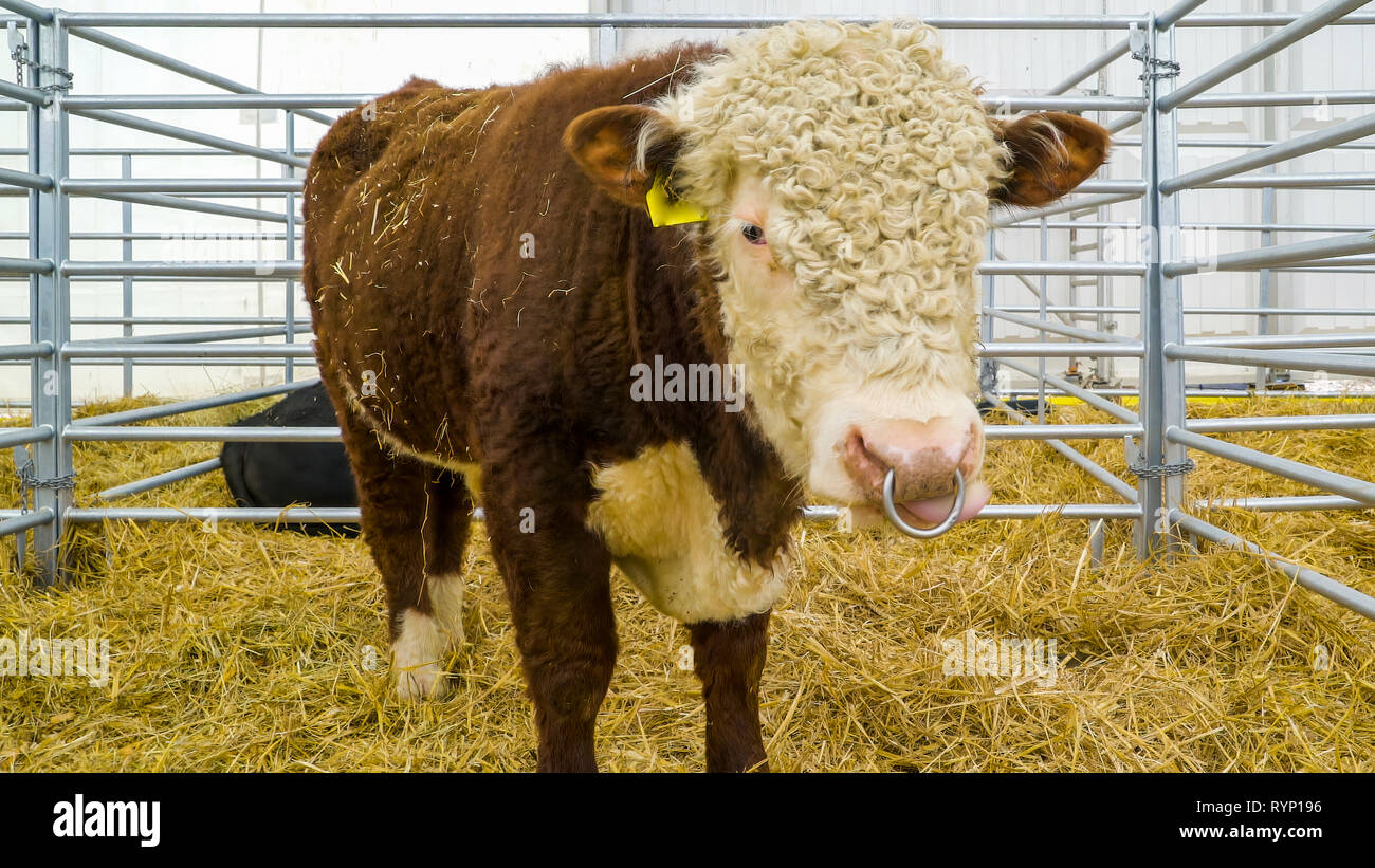 Brown and white cow with fury hair on the head and a ring on the nose ...