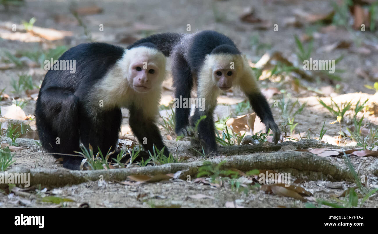 With a branch barring the way a pair of White-Faced Capuchin monkeys ...