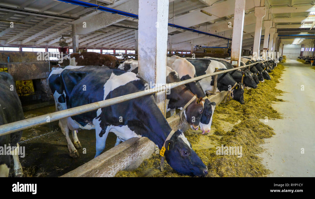 The look inside the cow house inside the farm with lots of farms eating ...