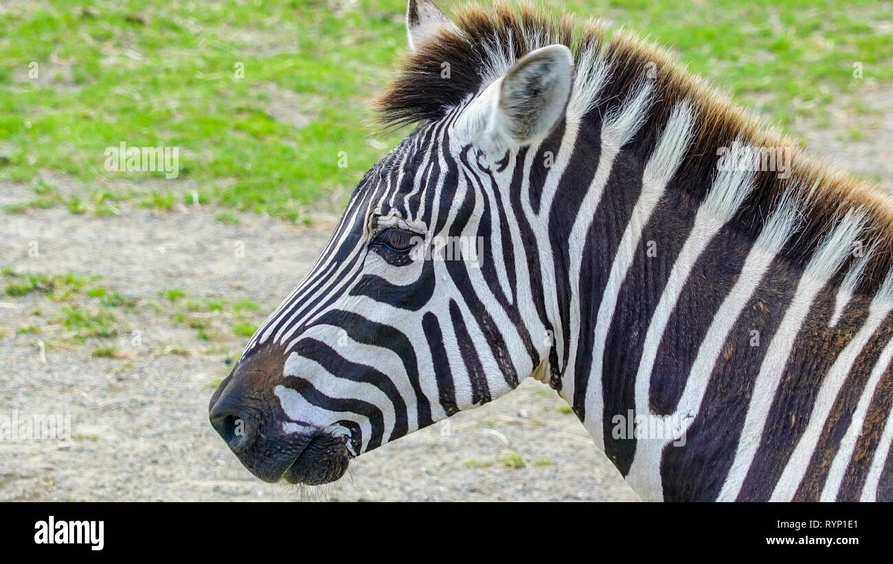 Closer look of zebra with black and white stripe and the hairy back of ...